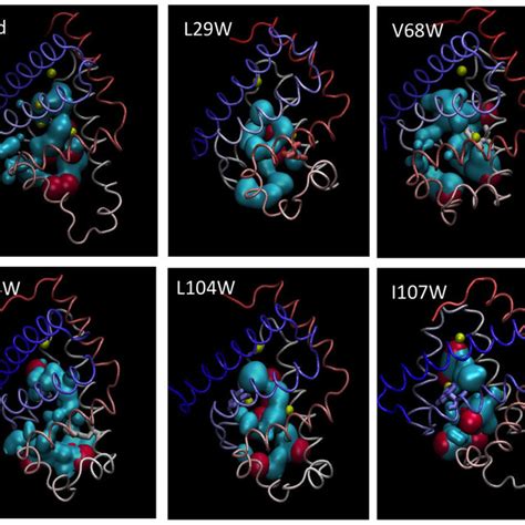 Surface Area And Cavity Map Of Myoglobin By Our Method A The Surface Download Scientific