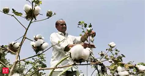 Cotton Production In India Cai Reduces Indias Cotton Production Estimate To Lakh Bales