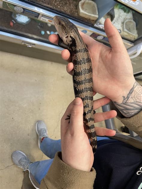 Subspecies Sex If Possible Rbluetongueskinks Subspecies Sex If Possible Rbluetongueskinks
