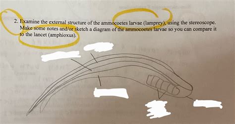 lab practical 1 diagram quizlet