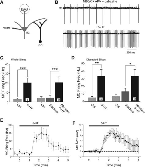 Modulation Of Olfactory Bulb Network Activity By Serotonin Synchronous