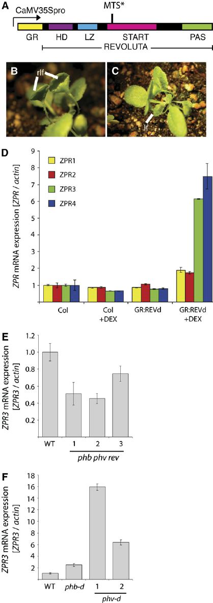 Dexamethasone Inducible Hd Zipiii Activity Leads To Leaf Adaxialization Download Scientific