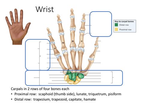 Bones Of The Wrist Diagram Quizlet