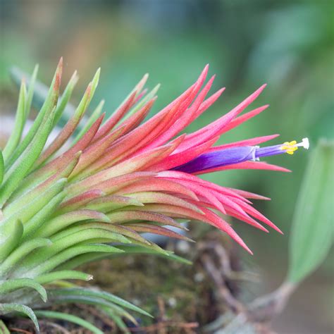 Tillandsia Ionantha Air Plant Comment Entretien Du Tillandsia Icpp