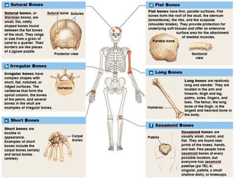 Bone Tissue Flashcards Quizlet