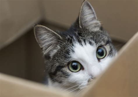 Github Sivahir Cs50 Fall 2020 Problem Sets