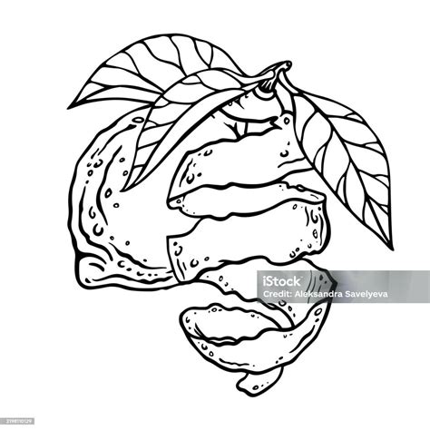 잎과 레몬 모양의 껍질이 스프링으로 꼬인 가지에 매달려있는 레몬 또는 라임의 윤곽선 스케치 자연 프린트를 위한 자유형 드로잉 풍미 함유 제품 포장 주방 용품 0명에 대한