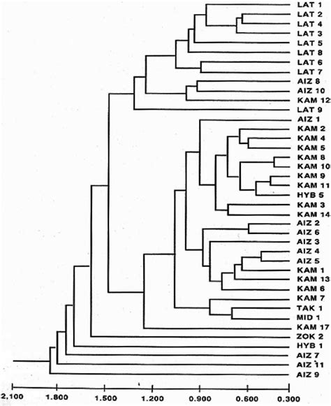 unweighted pair group method using arithmetic average phenogram based