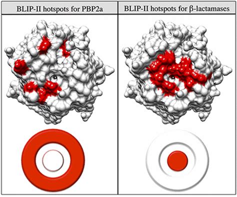 BLIP II利用差异热点残基来结合结构相似的 金黄色葡萄球菌 PBP a和A类β 内酰胺酶 Biochemistry X MOL