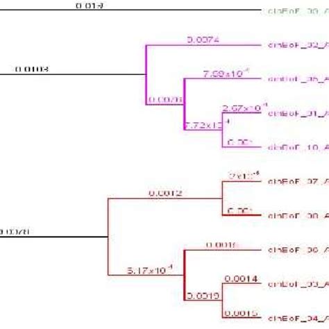 The Phylogenetic Relationships Among The Selected E Coli Isolates Download Scientific Diagram