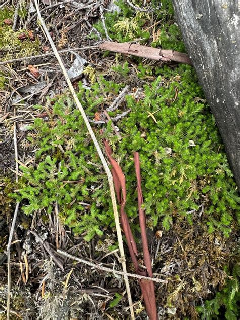 Lycophytes At Work Rlycophytes