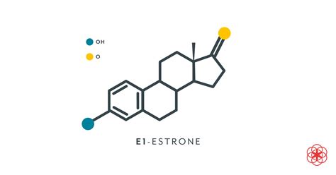 Estrogen Definition Symptoms And More