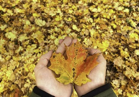 Finding The Seeds Of Fall News Sports Jobs Times Observer