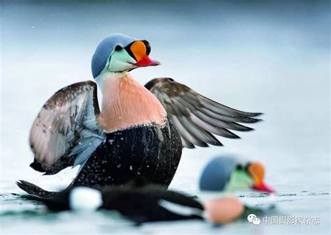 王绒鸭红鸭大山谷图库