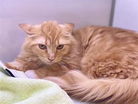 노르웨이숲 덕팔이 티컵말티푸분양하는곳 티컵푸들분양하는곳 티컵강아지분양하는곳 화이트비숑프리제분양 화이트포메라니안분양 화이트말티즈분양 화이트말티푸분양 화이트푸들분양 화이트