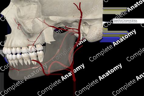 Superficial Temporal Artery Complete Anatomy