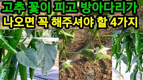 고추 정식 30일 후 무조건 이렇게 해주셔야 고추가 잘 자랍니다 Youtube