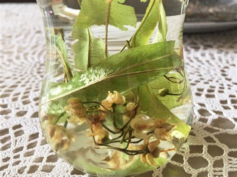 ცაცხვის არომატული ლიმონადი ზედმეტ ცხიმებს გაადნობს დაგიმშვიდებთ ნერვებს და დაგირეგულირებთ წნევას