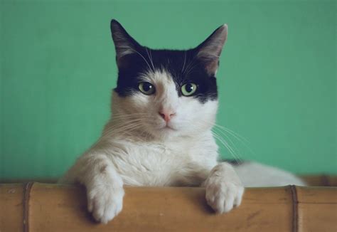 Kattenpoepin De Tuin Rechtsbijstandverzekering Advocaat