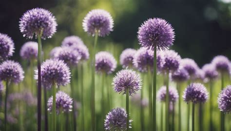 Allium Varieties Colors And Planting Tips
