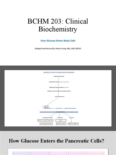 Unit 1 Lecture 3 How Glucose Enters Body Cells Pdf Insulin