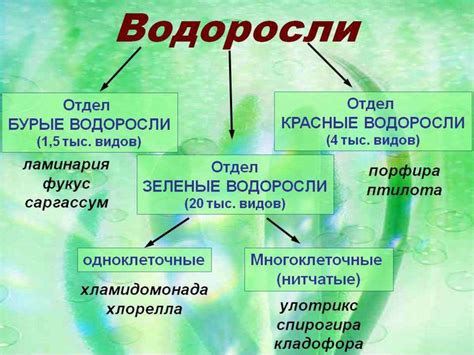 Многообразие растений и их значение в природе презентация онлайн