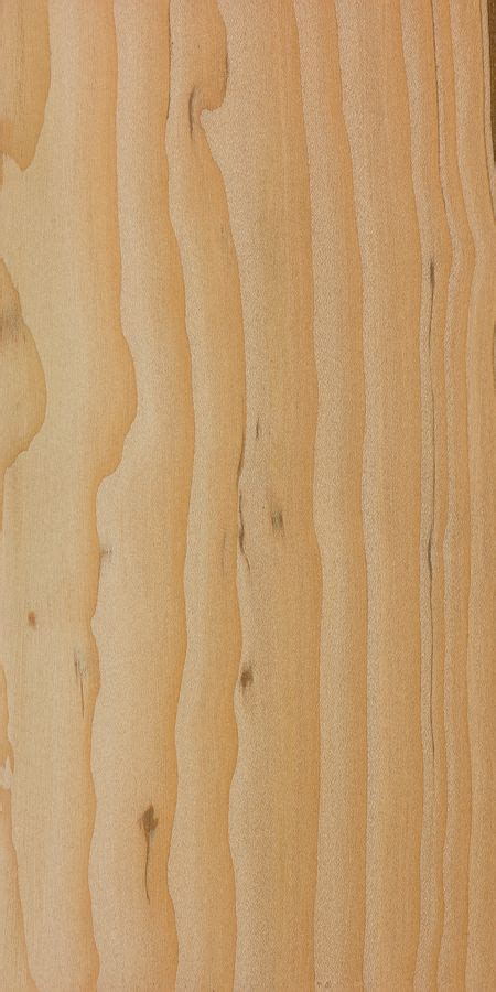 Cedar Identification Guide Sniff Your Way To Distinguish Cedar Types