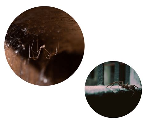 Spider Pest Control Services Pestbusters My