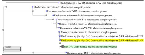 Phylogenetic Tree Of Rhodococcus Sp 3 4 3 Within The Genus