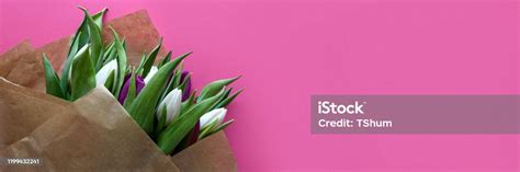 배너 31 분홍색 배경에 흰색과 보라색 튤립의 꽃다발 맨 위 보기 플랫 레이 공간을 복사합니다 발렌타인 데이 어머니 0명에 대한 스톡 사진 및 기타 이미지 Istock