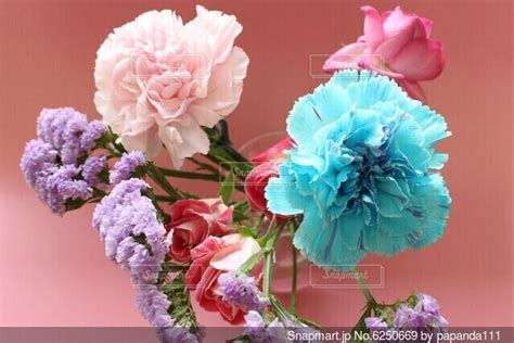 かわいい花の写真画像素材 6250669 Snapmartスナップマート