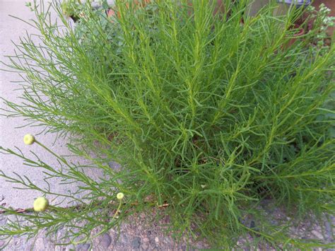 Herb Identification Identifying Fresh Herbs The Gardening Cook