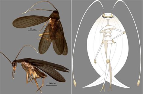 New Species Of Cockroach Found In Singapore Named After Pokemon