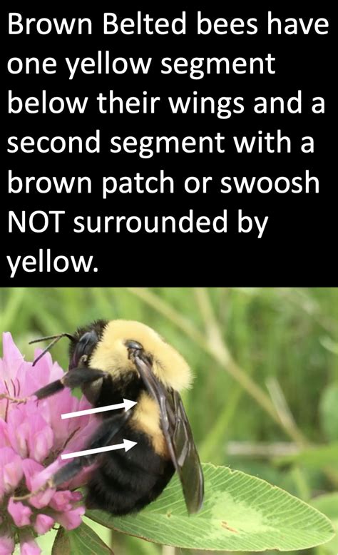 Northfields Rusty Patched Bees Support Northfields Pollinators 🐝