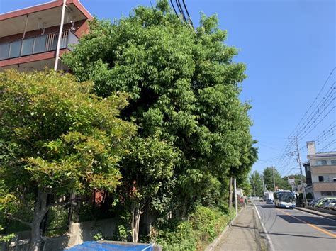 高木剪定作業 シラカシ 市川市の造園観葉植物なら 株式会社彩耕園芸 リフォーム