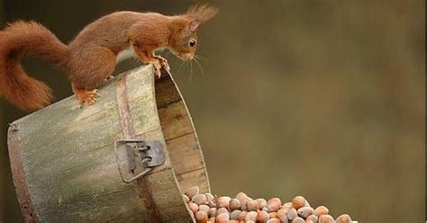 Happiest Squirrel In The World Imgur