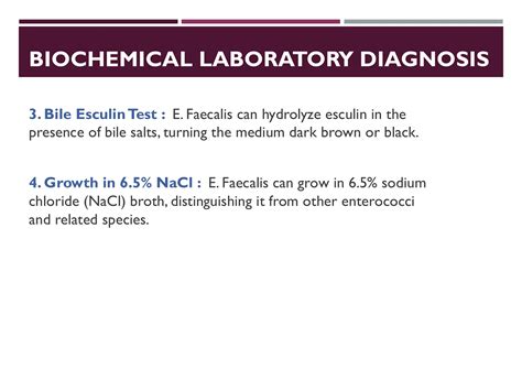 Medical Bacteriology Enterococcus Faecals Pdf Infectious Diseases