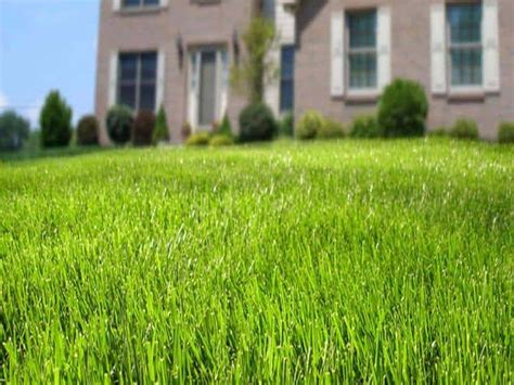Ultimate Lawn Care And Maintenance Guide