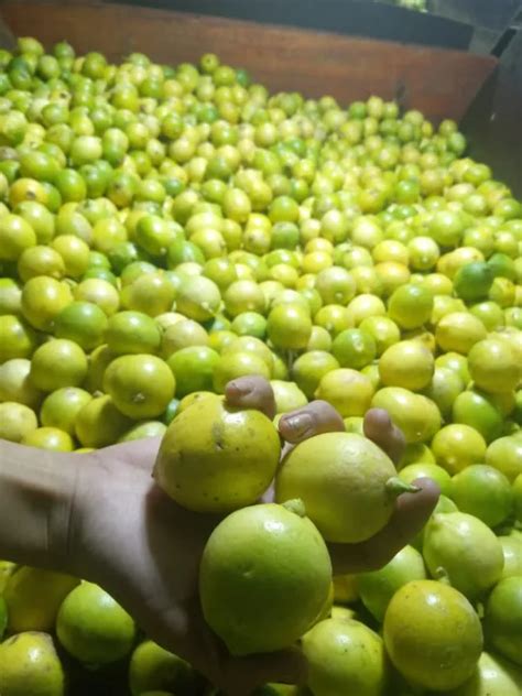 Jeruk Lemon Lokal Kg Lazada Indonesia