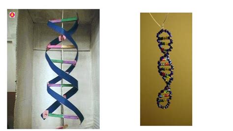 Ppt Learn Genetics Utah Content Cells Scale Powerpoint Presentation Id 2613182