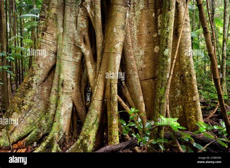 Redwood Tree With Strangler Figs In The Australian Jungle Tree Flora Nightcap National Park