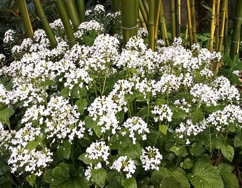 Pachyphragma Macrophyllum The Queen Of Springtime Garden Fable