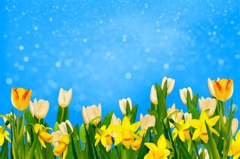 Premium Photo Spring Flowers Tulips And Daffodils