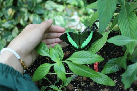 E M1마크iii 곤충 곤충 생활 광물 우물 꽃 피는 식물 꽃꿀을 모으다 꽃에 나비 나비 날개 나비 사진 나비 정원 낮 노란 나비 녹색 배경 녹지