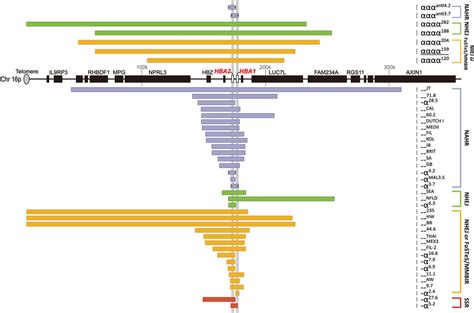 Overview Of The Cnvs Involving The α Globin Gene With Precise Download Scientific Diagram