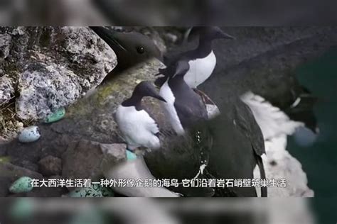 鲨鱼蛋竟然长这样盘点那些你不知道的动物蛋