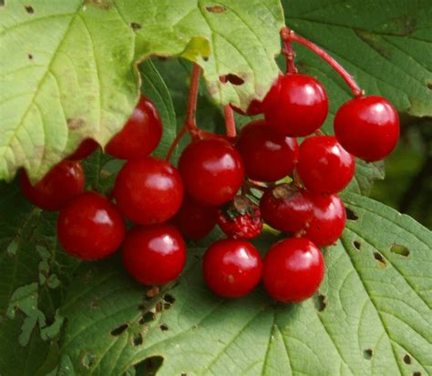 Late Summer Red Berries A Season By A River