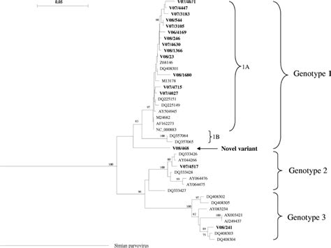 Phylogenetic Tree Constructed From Ns1 Vp1 U Junction Sequences Rooted Download Scientific