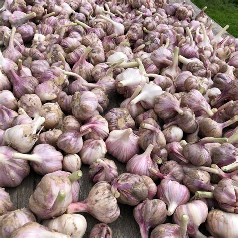 Ķiploki - Provinces Produkti