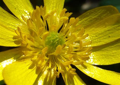California Buttercup Ranunculus Californicus